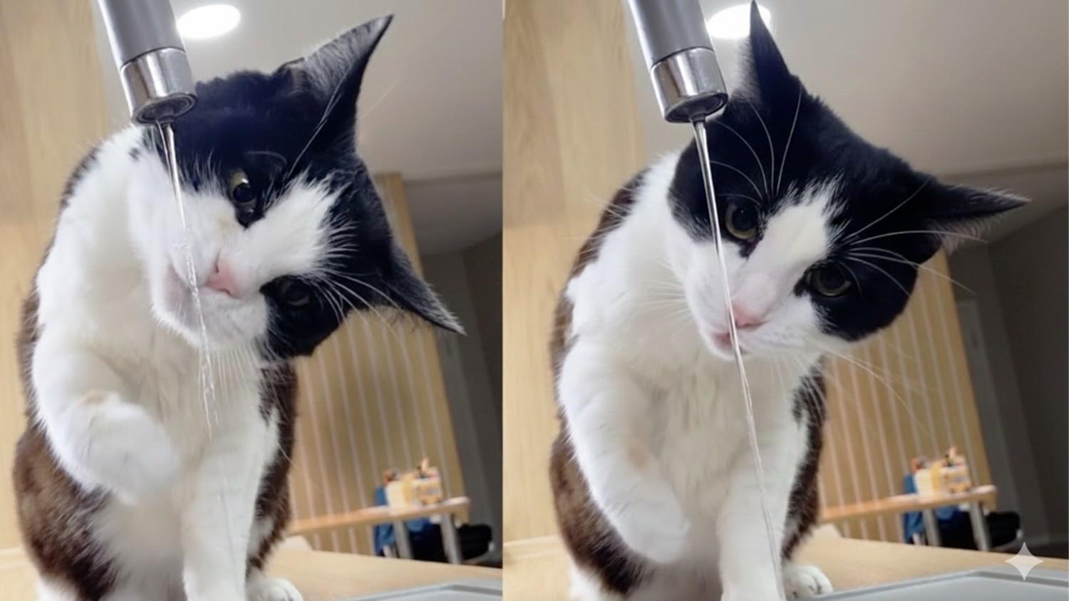 A Cat’s First Sip in 9 Years