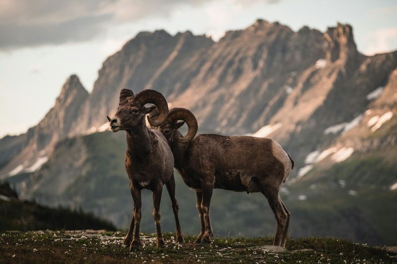 10 Wild Animals You’re Most Likely To See In Alberta’s National Parks