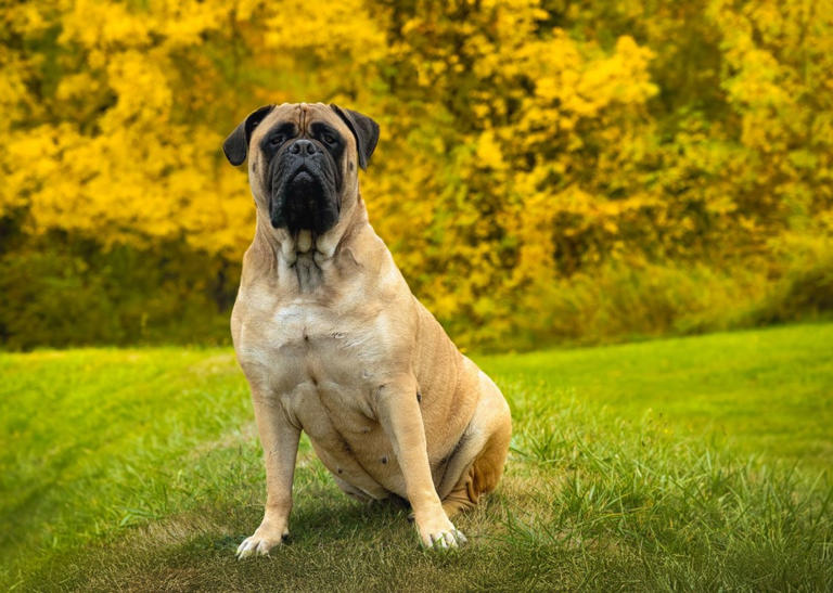 7 Most Dangerous Dog Breeds Experts Warn About