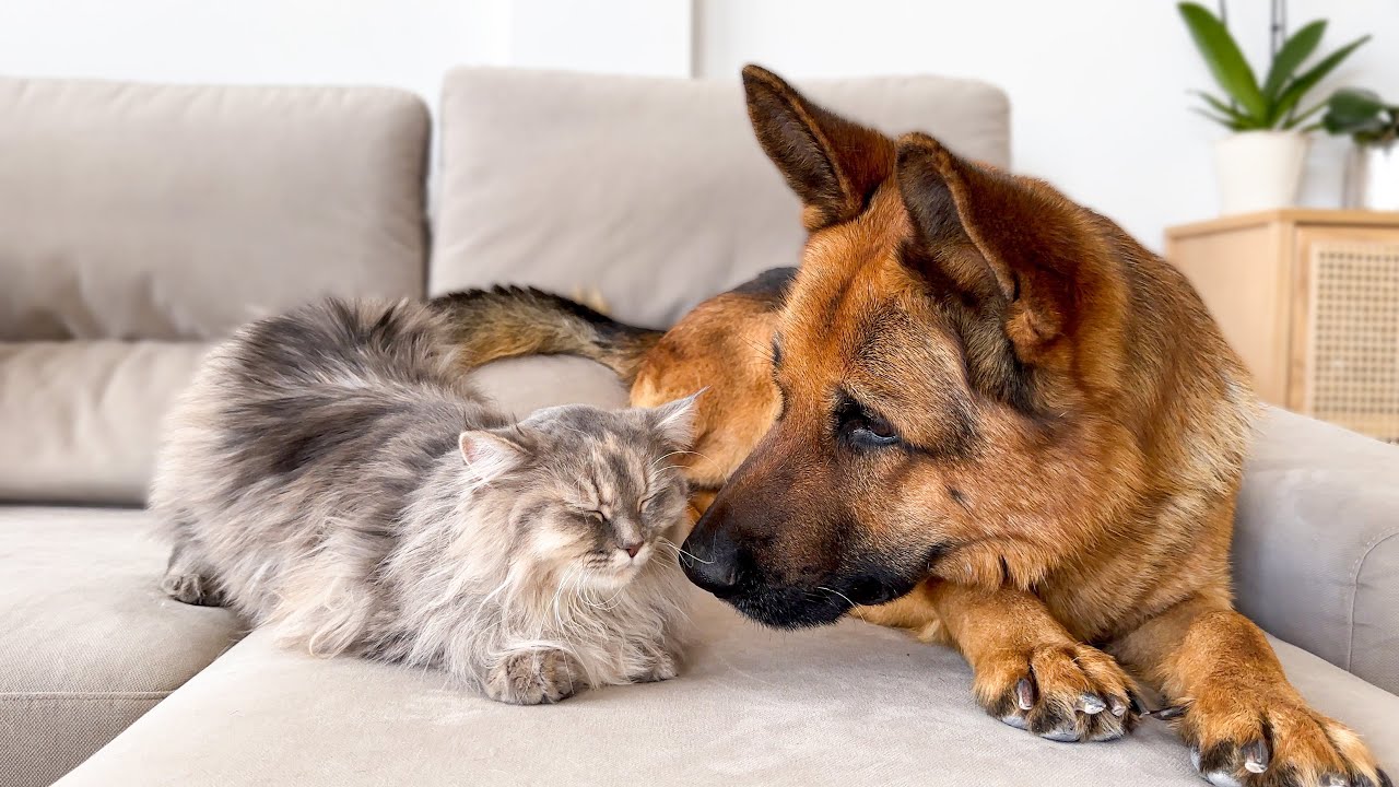 German Shepherd Confused by Cute Cat