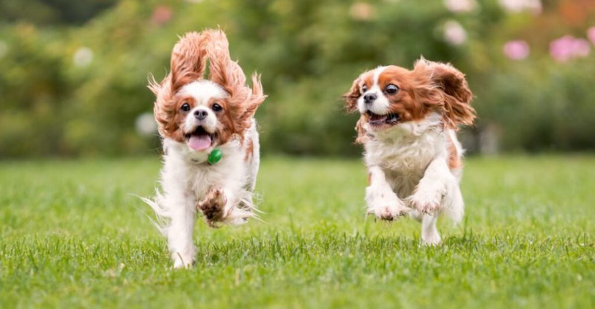 10 Dog Breeds That Read Your Emotions And How To Support Their ...