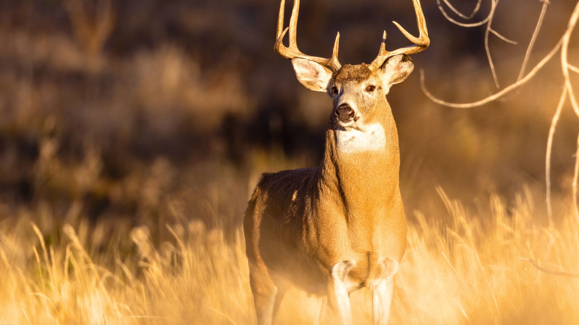 Best deer rifles made in America