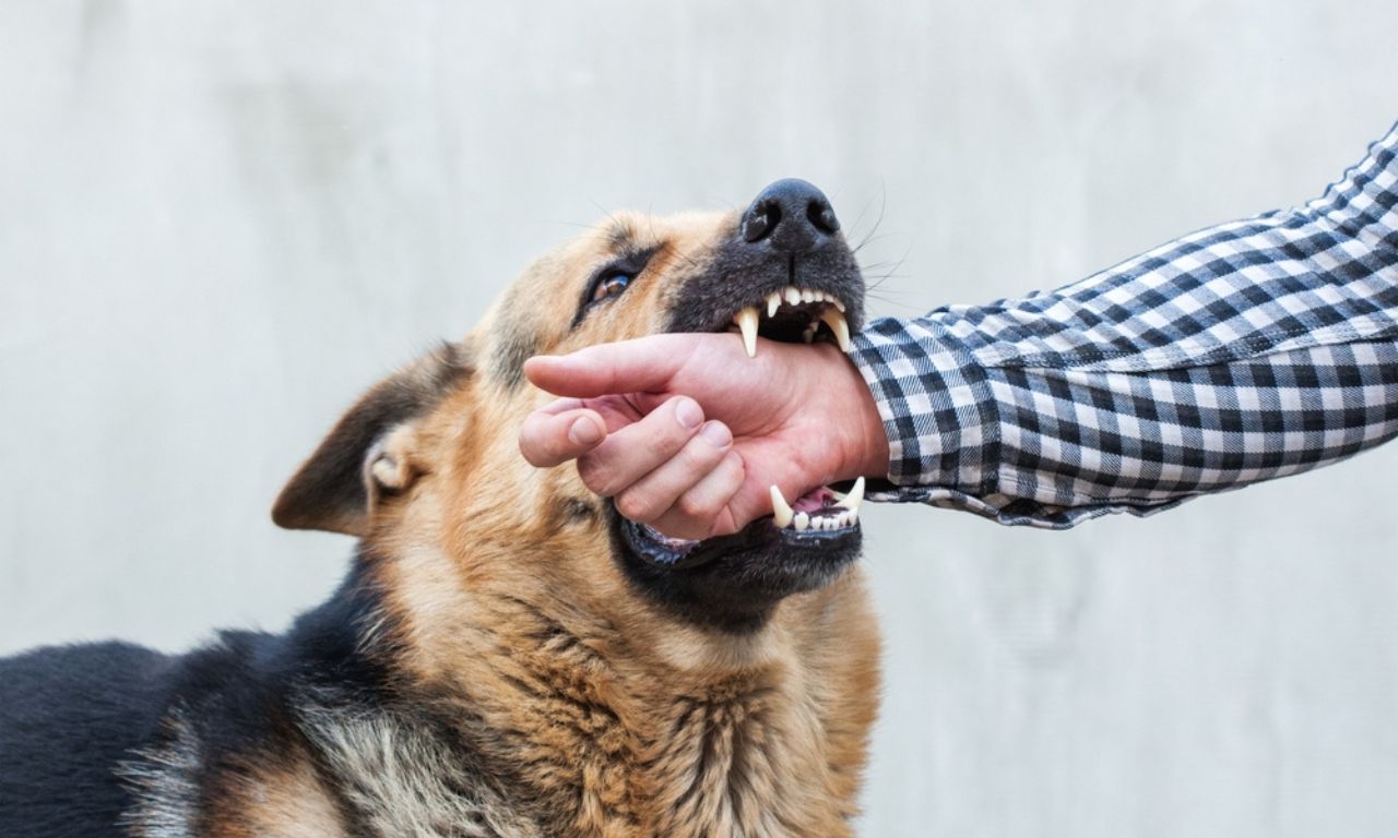 7 Tips for Defending Yourself Against Dog Attacks