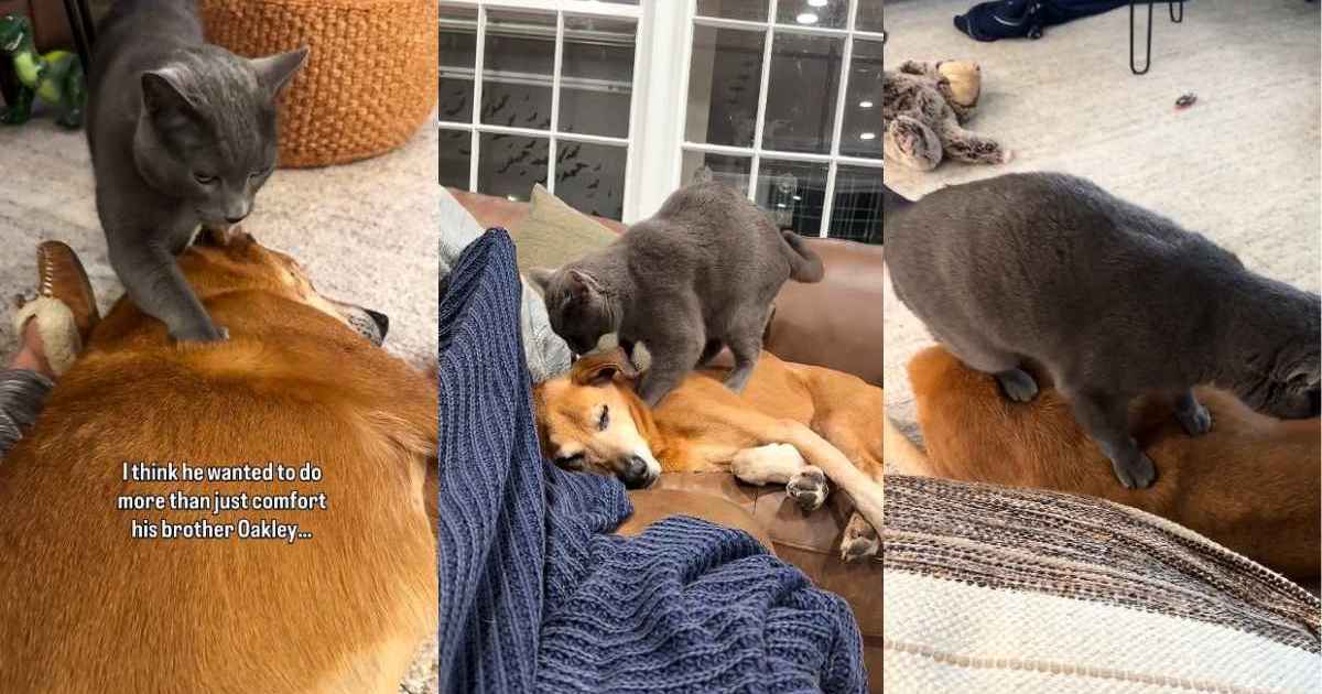 Video: Senior Dog Receives Endless Massages From Cat Sibling