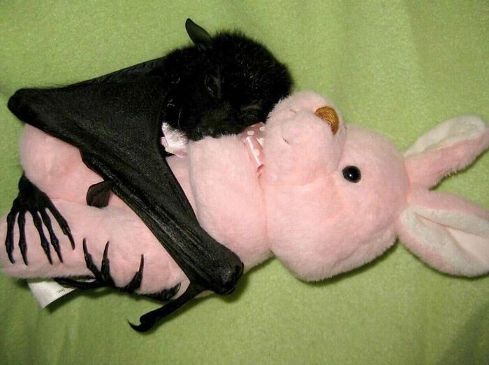 33 Pics That Might Make You Say “Awww” Before You Realize How ...