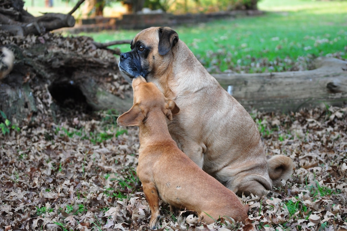 Dachshund Calmly Joining Pug Sibling's 'Screaming Party' Is the Best ...