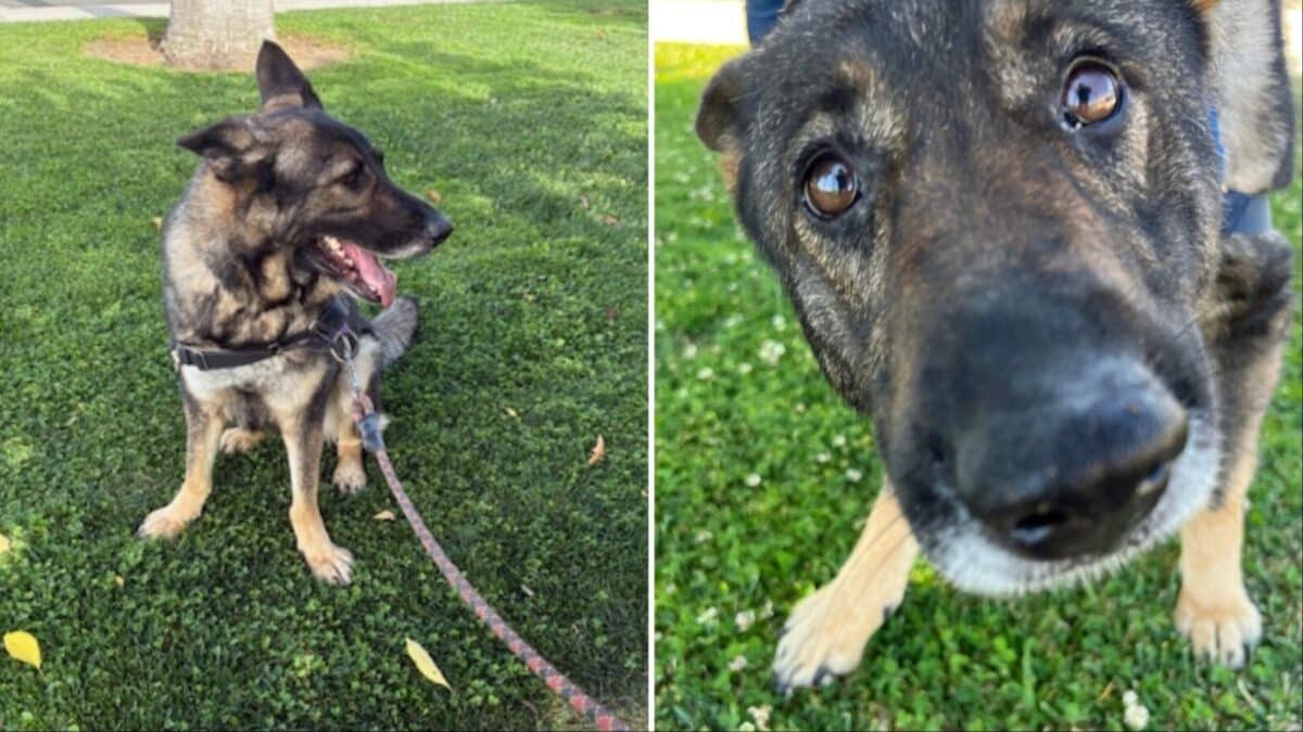 Meet Sweet Dusty Lucille