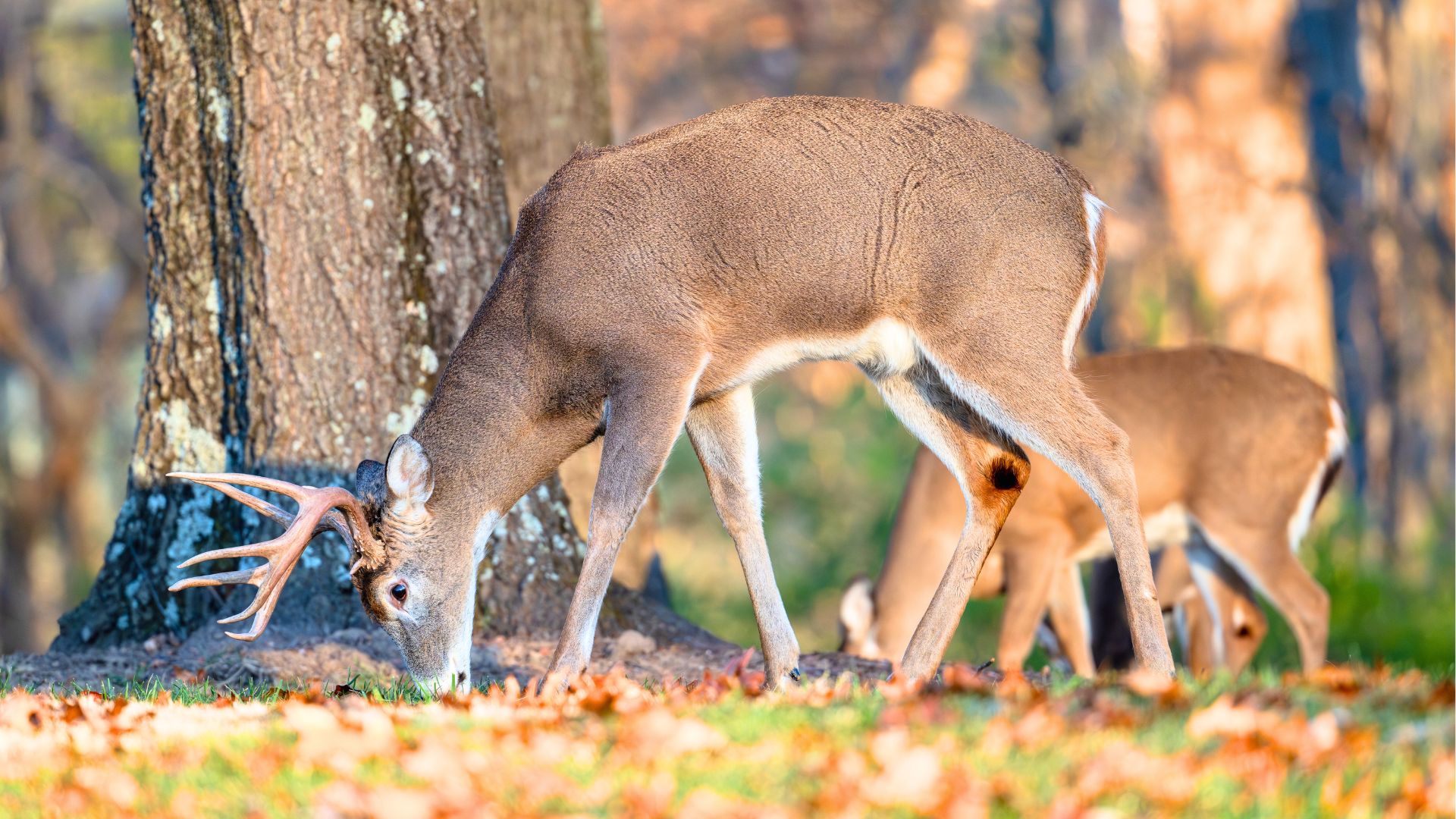 Tennessee is weighing new baiting options for deer—what could change ...
