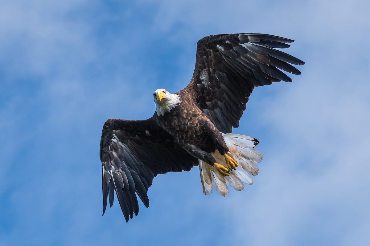 Driver Shocked When Bald Eagle Drops Dead Cat Onto Windshield