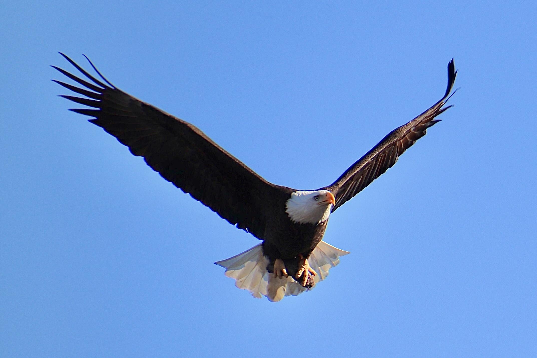 Driver Left Stunned After Bald Eagle Dropped A Cat Through Her Windshield
