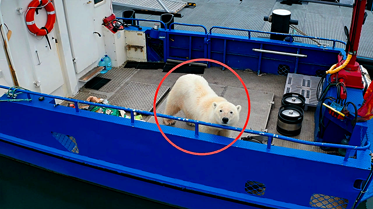 De IJsbeer Merkte dat Hij Gefilmd Werd terwijl Hij Mijn Boot Binnenviel
