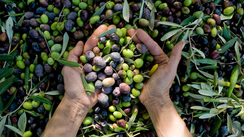 The Real Reason Black Olives Are Always Canned