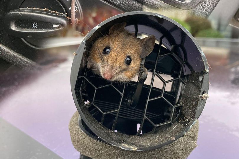 Monster rats are feasting on Elon Musk's Teslas due to 'peanut ...