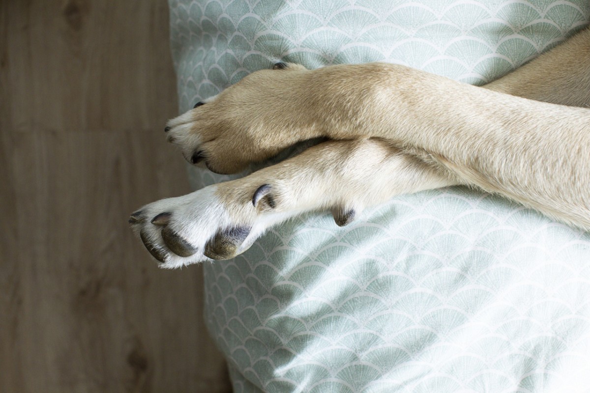 6 Rare Dog Breeds You’ll Want to Meet, According to Vet