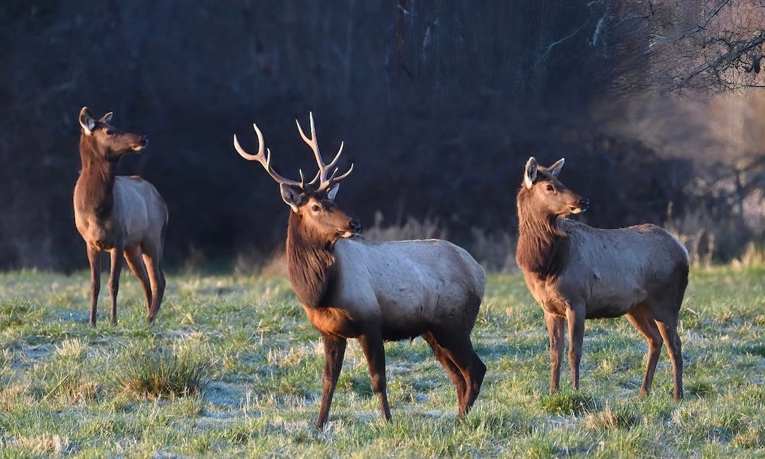 Washington man sentenced for elk killing spree, but is sentence too light?