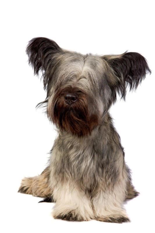 6 Rare Dog Breeds You’ll Want to Meet, According to Vet