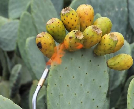 Crafting cactus creations: Fun ideas for green thumbs
