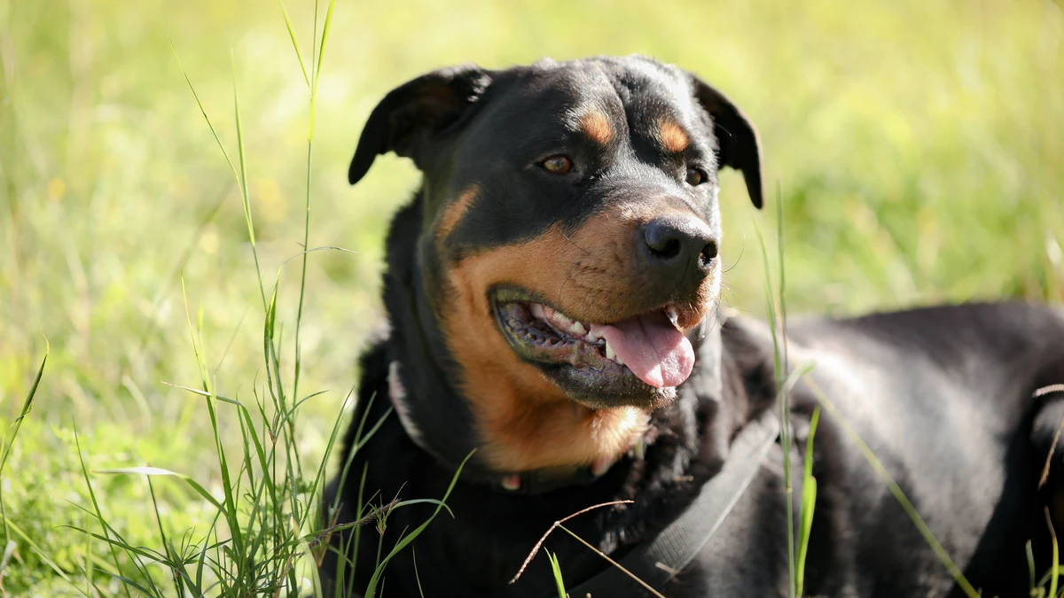 Estas son las razas de perro más peligrosas, según los veterinarios