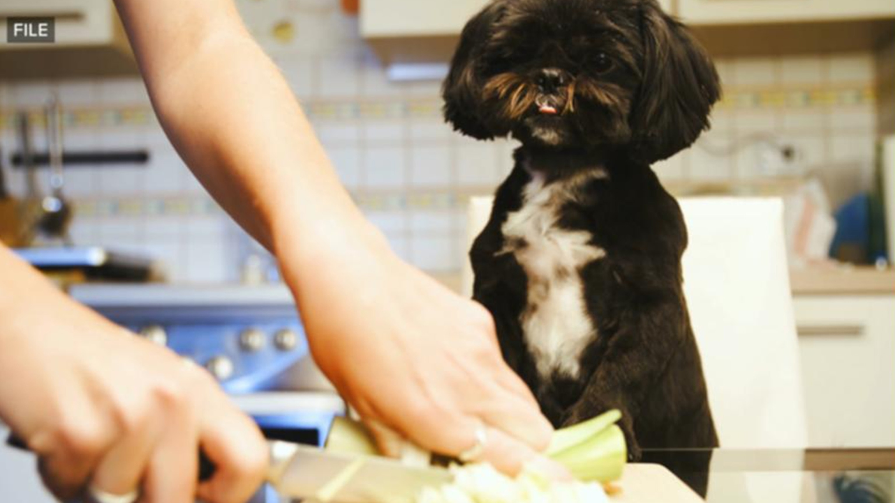 How to keep your pets away from the dinner table this Thanksgiving