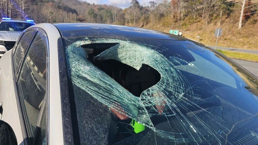 Driver in North Carolina to 911: ‘I just had a bald eagle drop a cat ...
