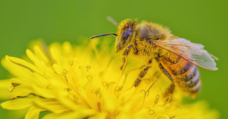 Modified Yeast Has Been Shown To Increase Bee Development By 15 Times ...