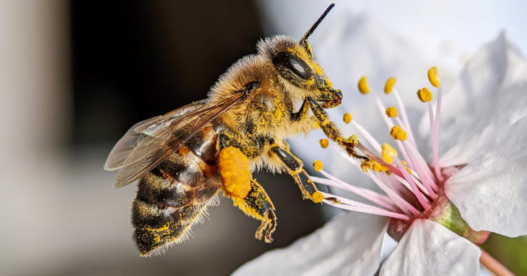 Modified Yeast Has Been Shown To Increase Bee Development By 15 Times ...