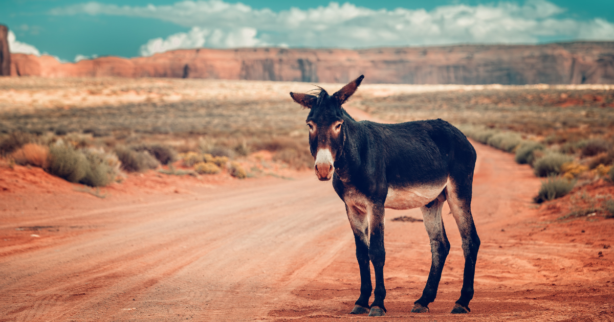 10 Ridiculously Weird But Totally True Facts About Arizona