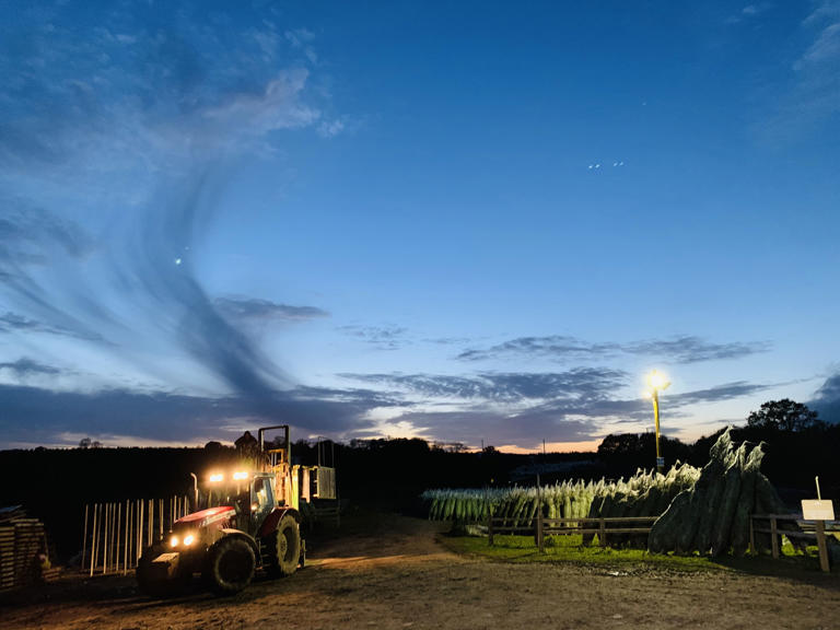 Inside the Leeds arium looking after thousands of Christmas trees for ...