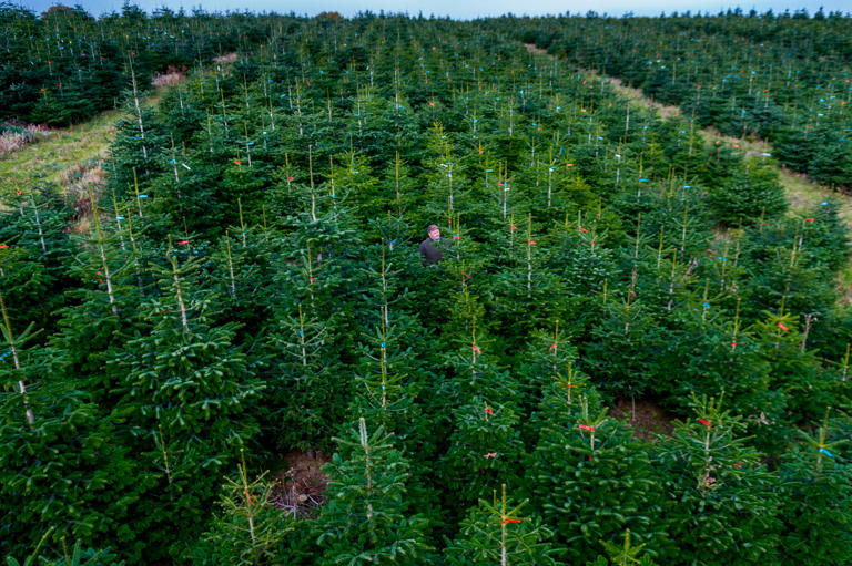 Inside the Leeds arium looking after thousands of Christmas trees for ...