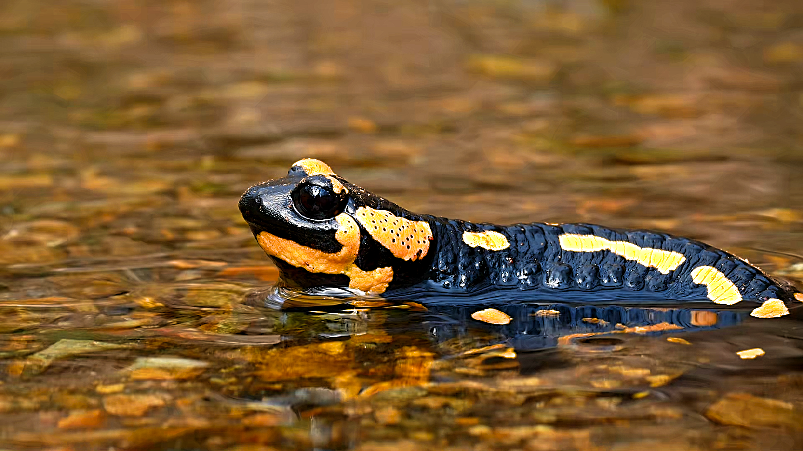 Ik Legde Een Close Up Van Een Salamander Vast Bij Een Meer