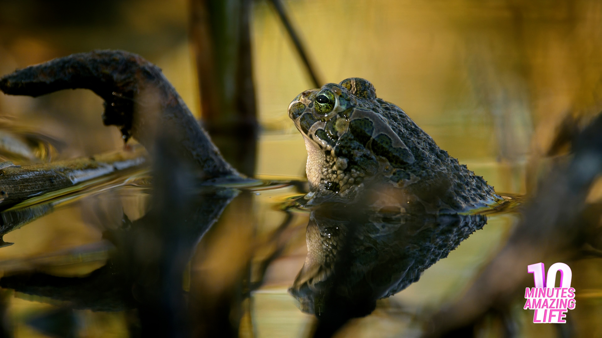 A Toad Resting in Still Water