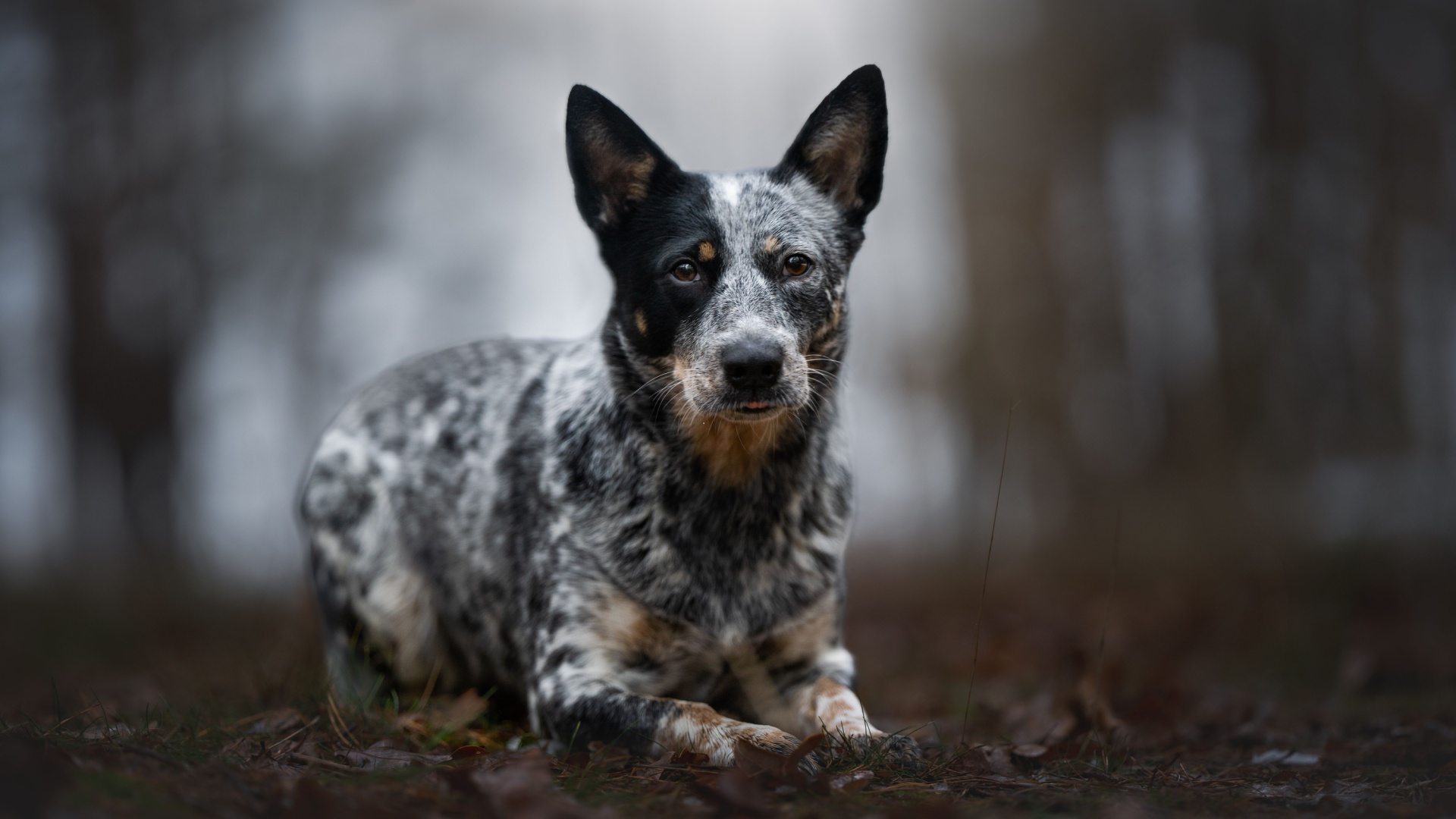 7 Dogs You’d Want By Your Side When The World Ends