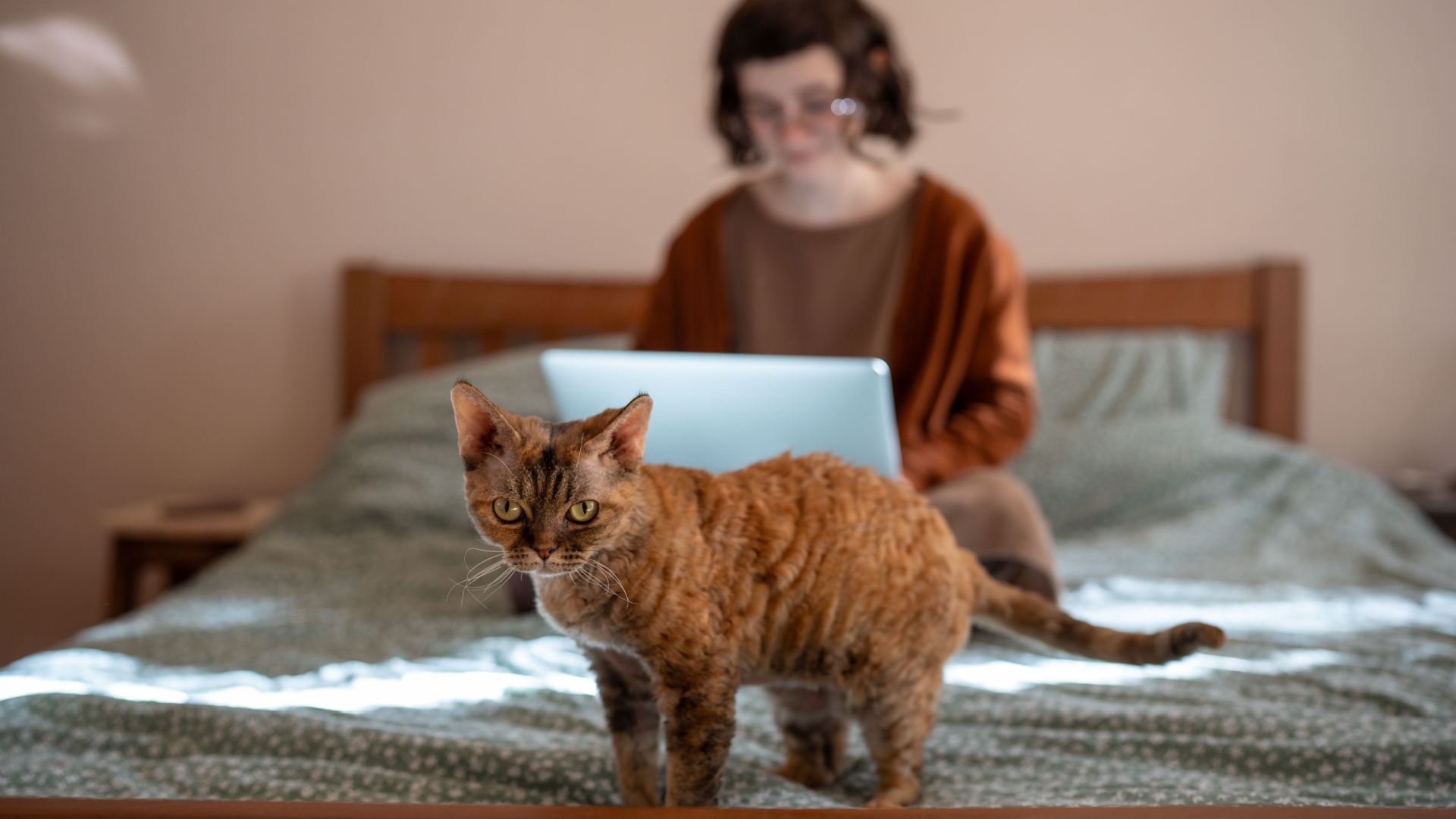 This Is What Happens In Your Cat’s Mind When You Ignore It, According ...