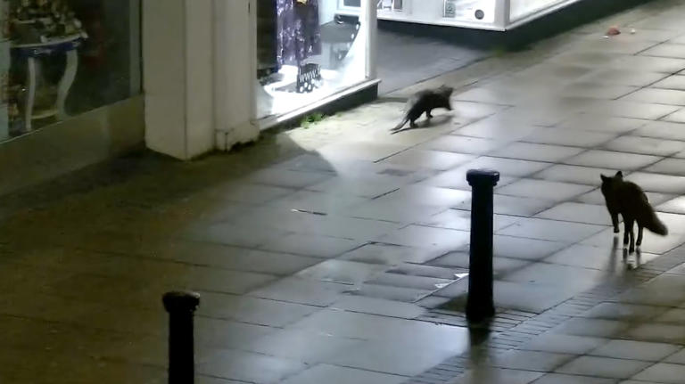 Viral video of otter and fox in Lincoln melts hearts