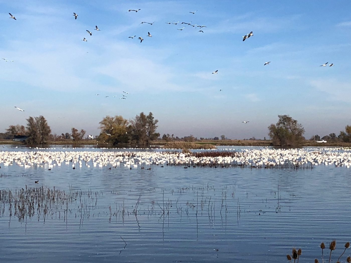 Yolo Bird Alliance to host field trip to Sacramento & Colusa National ...