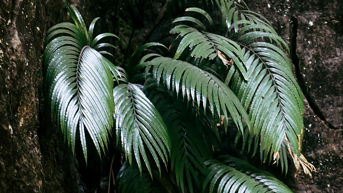 Rare Earth Element Crystals Found Forming in a Plant For The First Time