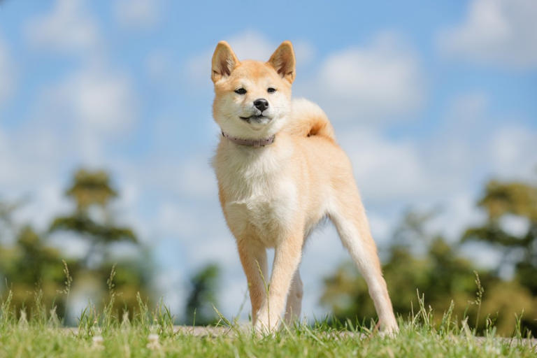 6 Rare Dog Breeds You’ll Want to Meet, According to Vet