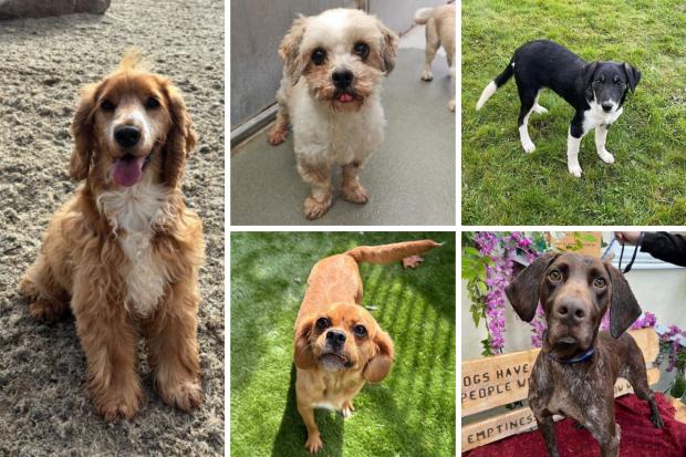 Five dogs looking for their forever home from Many Tears Rescue