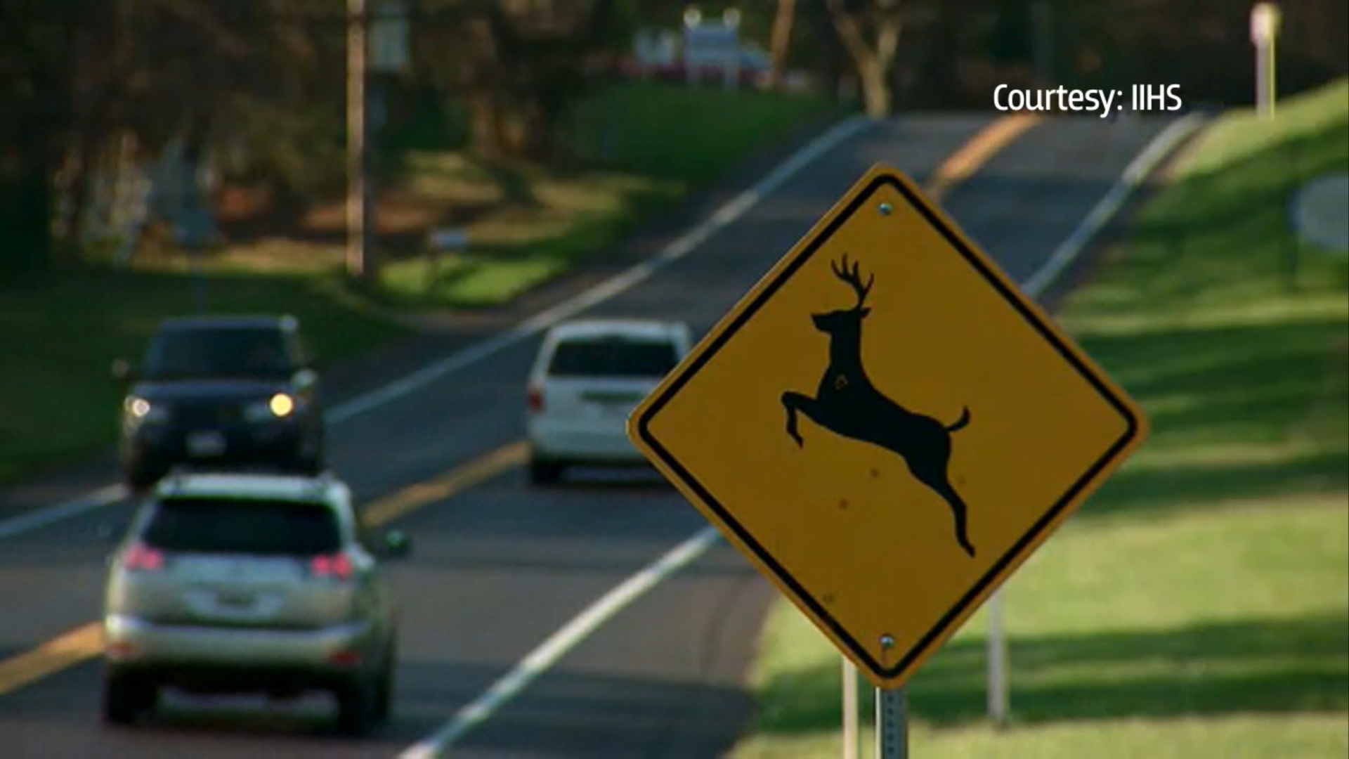 Deer roadkill spiking across region, PennDOT warns