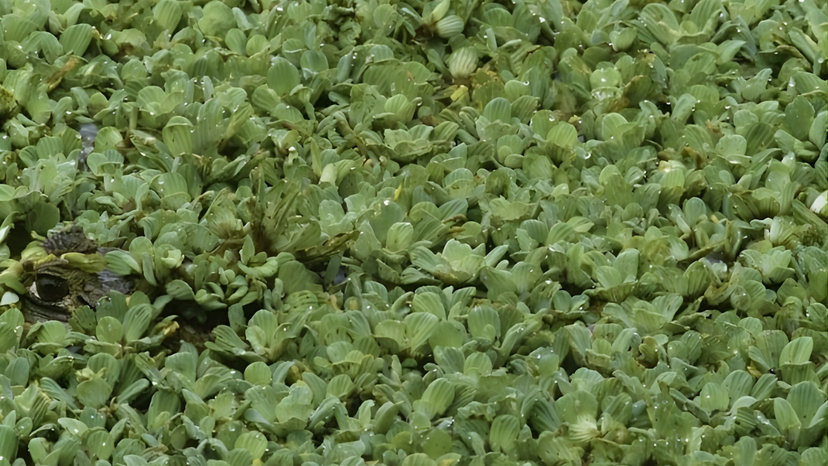 Optical-Illusion Puzzle: Find the Alligator in 4 Seconds!