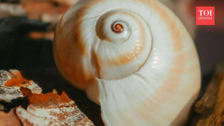 Fibonacci Day: Why a medieval mathematician owns November 23