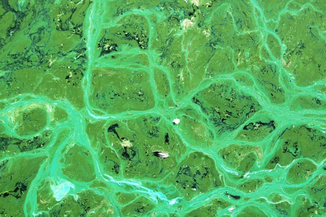 How Earth's First Oxygen Nearly Wiped Out All Life