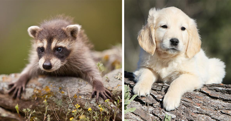 30 Itty Bitty Cute Baby Animals To Bring A Smile To Your Face (November ...