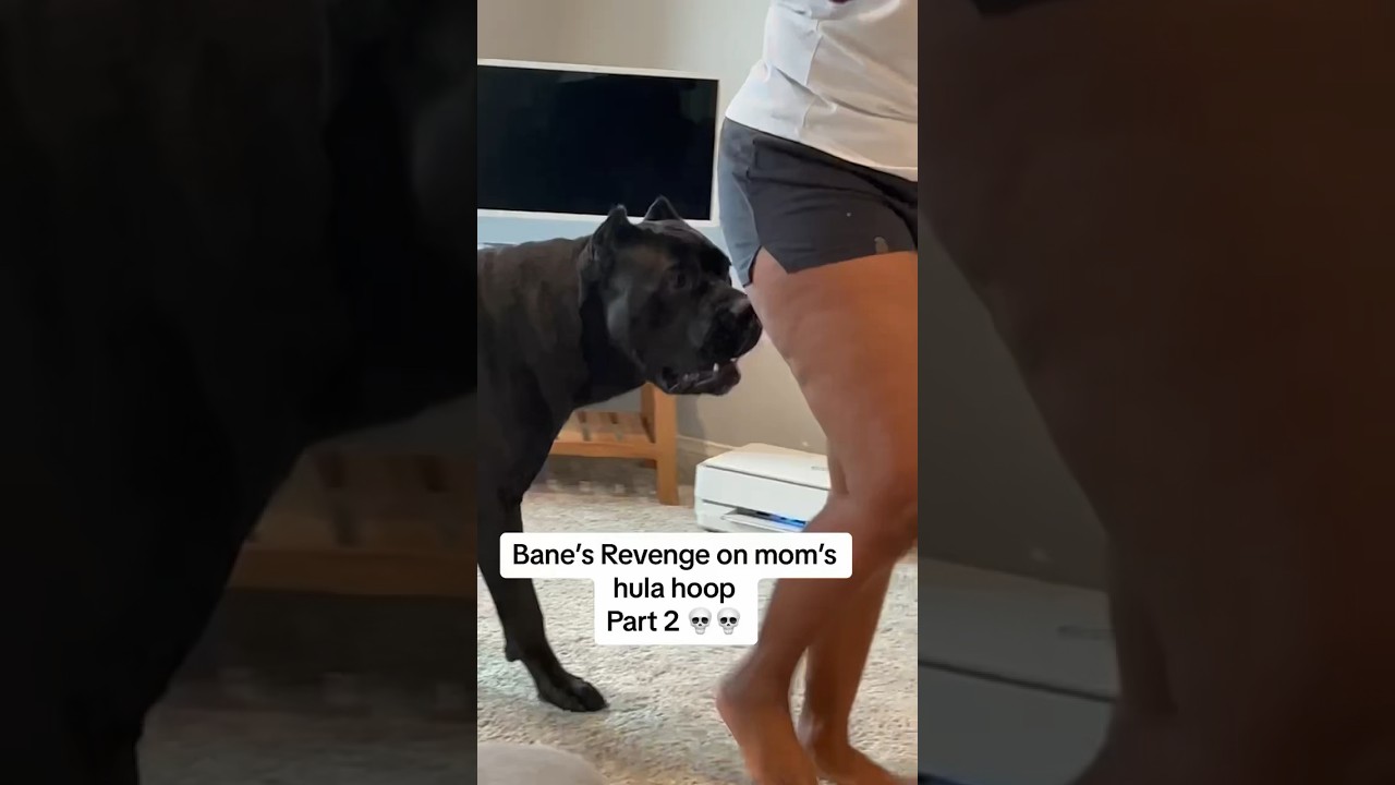 Dog dramatically seeks revenge on mom’s hula hoop