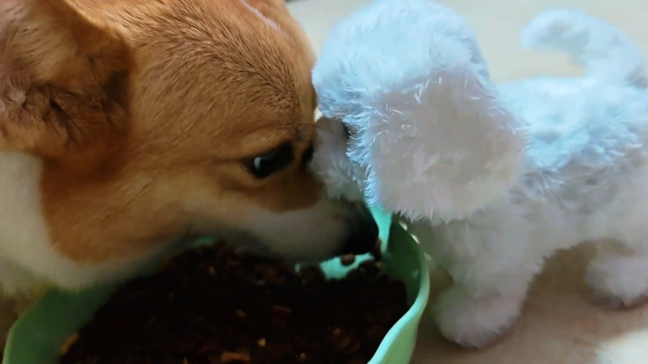 Corgi fiercely guards its food from barking toy in Chongqing, China