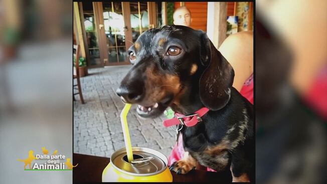Pet influencer: Byron Righetti