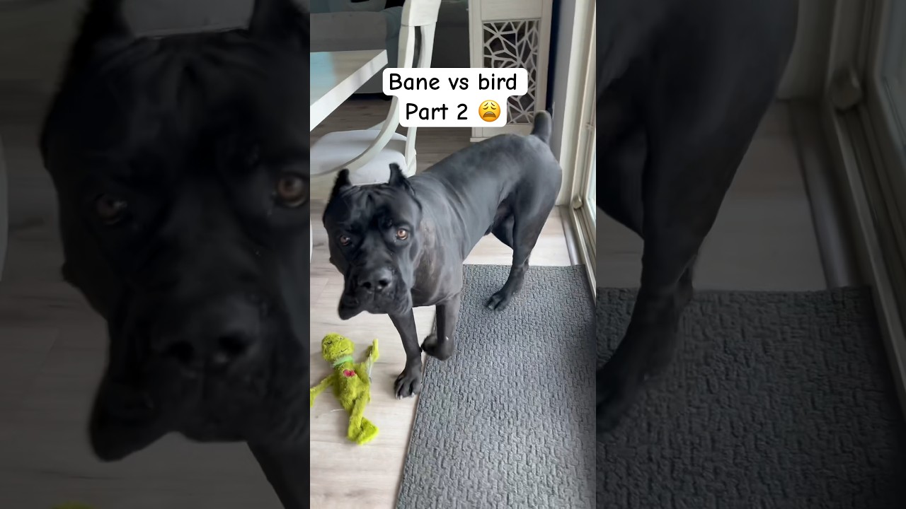 When your dog’s a hunter, life gets a little messy