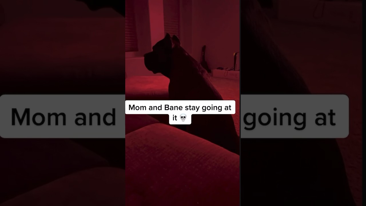 Mom shows giant dog who really runs the house