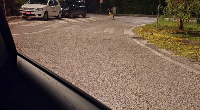 Ancona, Sos lupi, c’è il protocollo: se diventano pericolosi si potrà ...