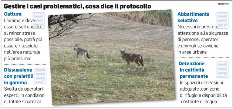 Ancona, Sos lupi, c’è il protocollo: se diventano pericolosi si potrà ...